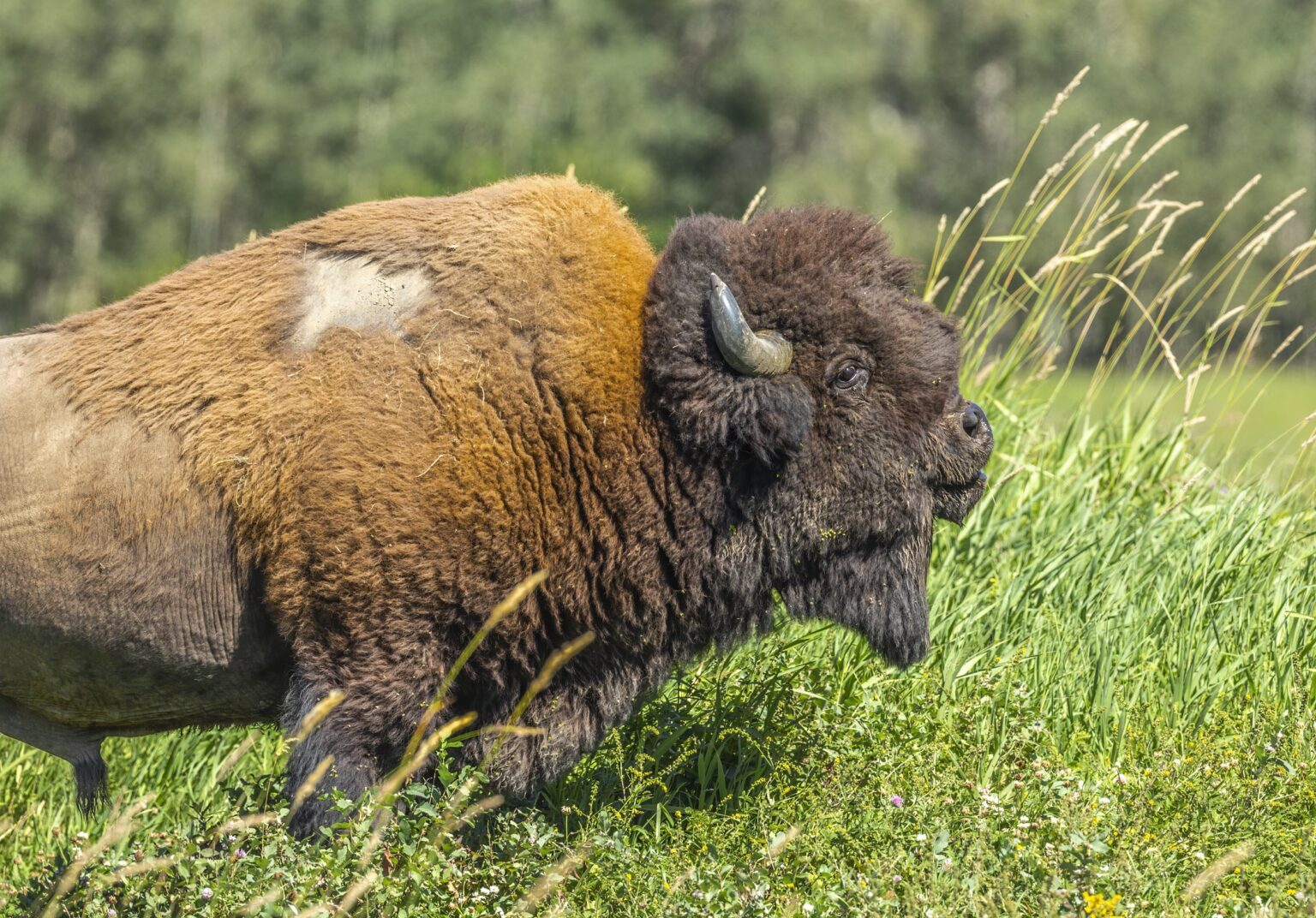 Bison Photography Gallery | Andy Denton’s Wildlife Showcase